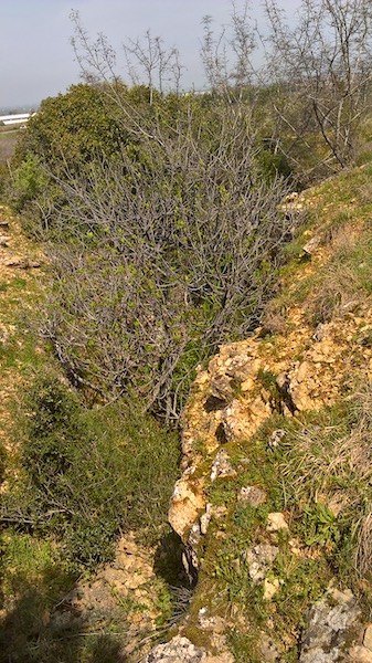 Plant specimens collected on the Salonica Front – Salonika Campaign ...