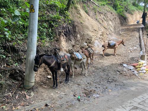 Colombian Mules – Salonika Campaign Society, 1915-1918