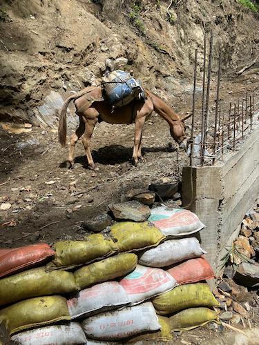 Colombian Mules – Salonika Campaign Society, 1915-1918